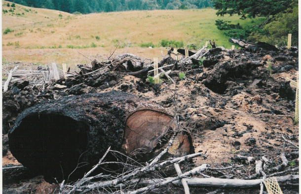 Maxxam/Pacific Lumber is logging : Indybay