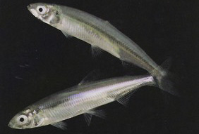Information on Delta Smelt From Save The Bay : Indybay