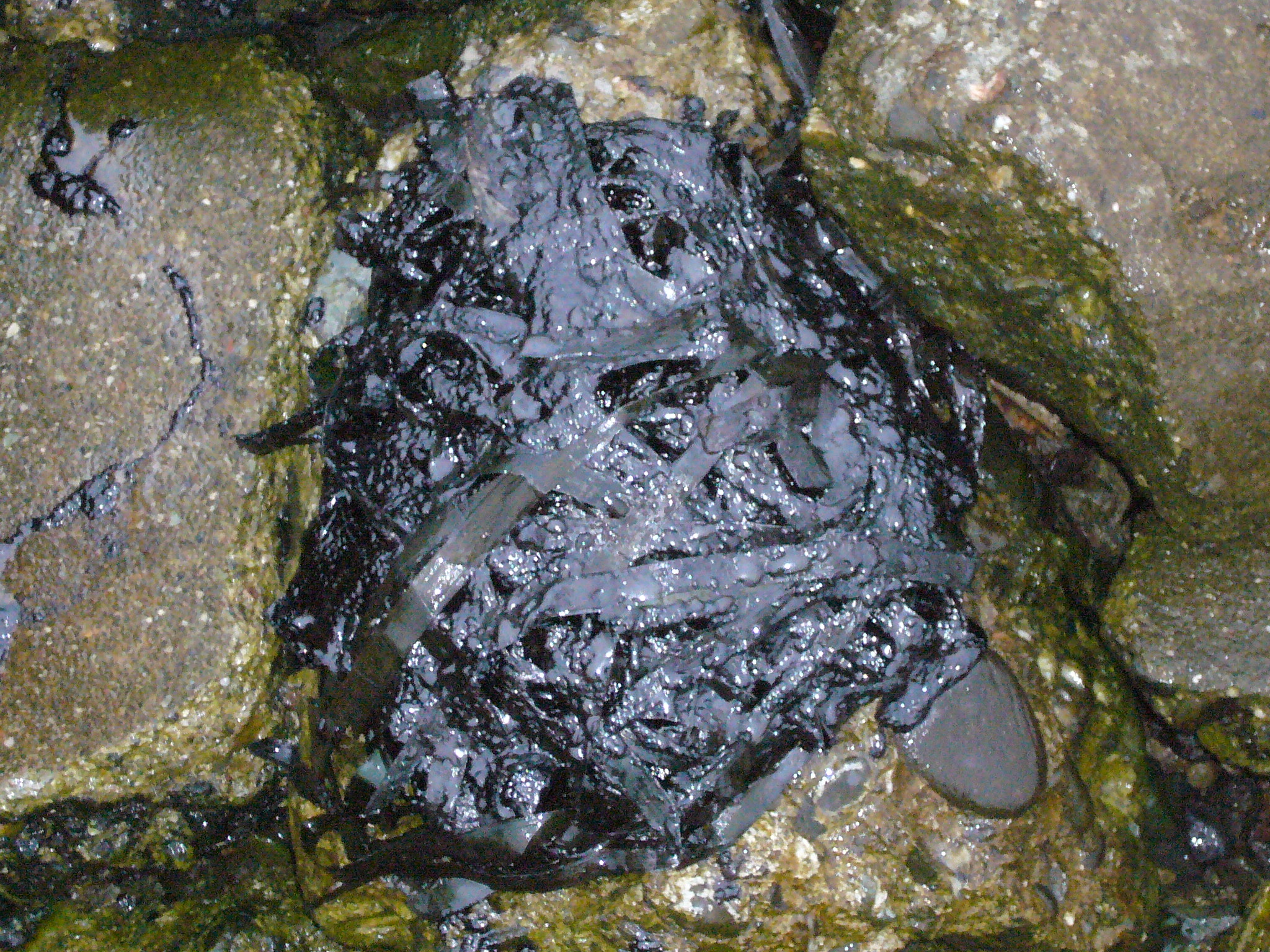 Bay is ringed by globs of thick sticky tar : Indybay