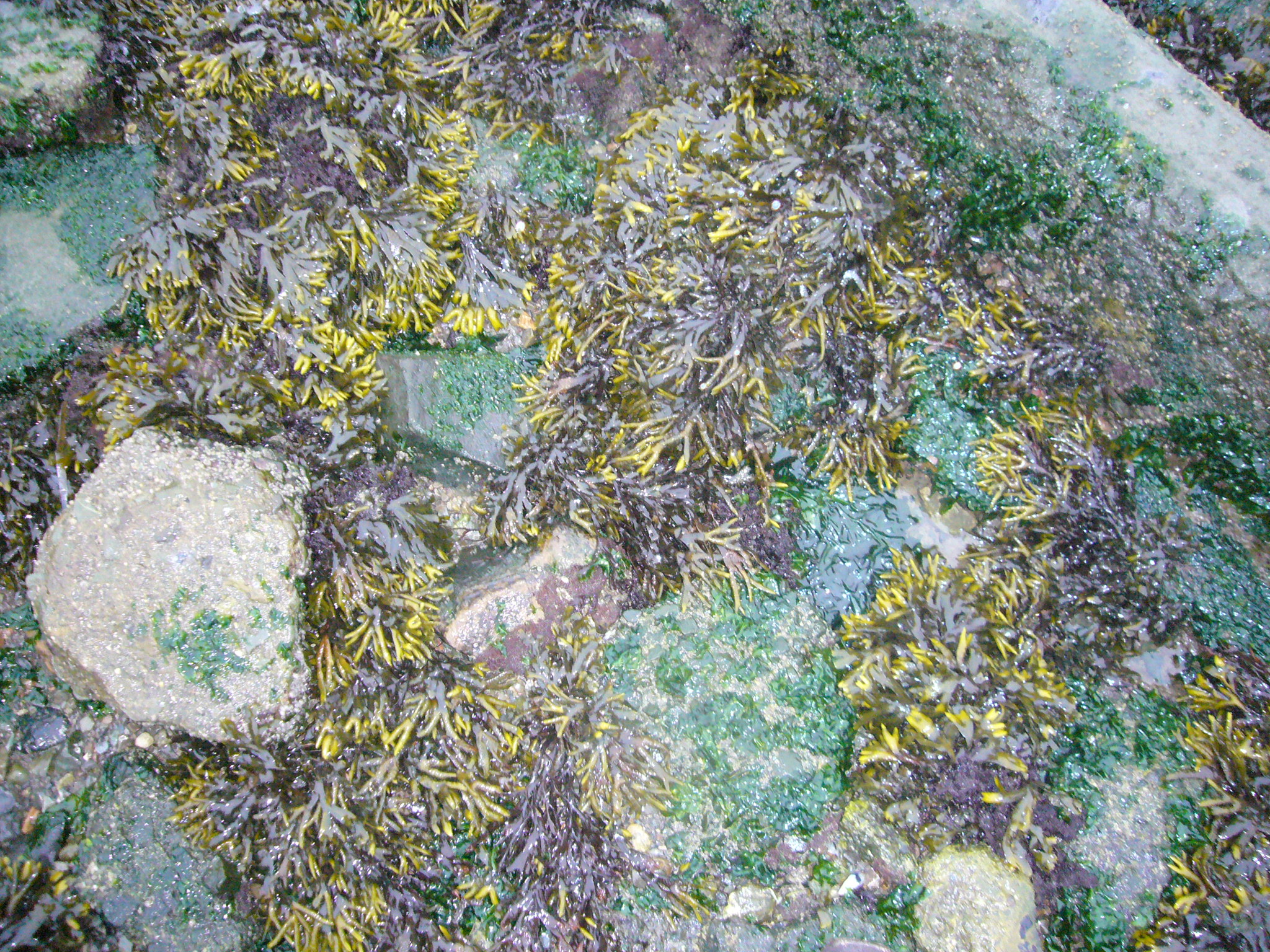 Bay is ringed by globs of thick sticky tar : Indybay