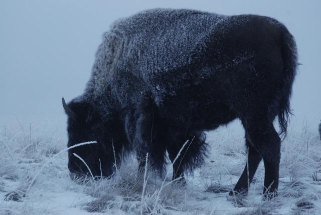 Buffalo Update from the Field : Indybay
