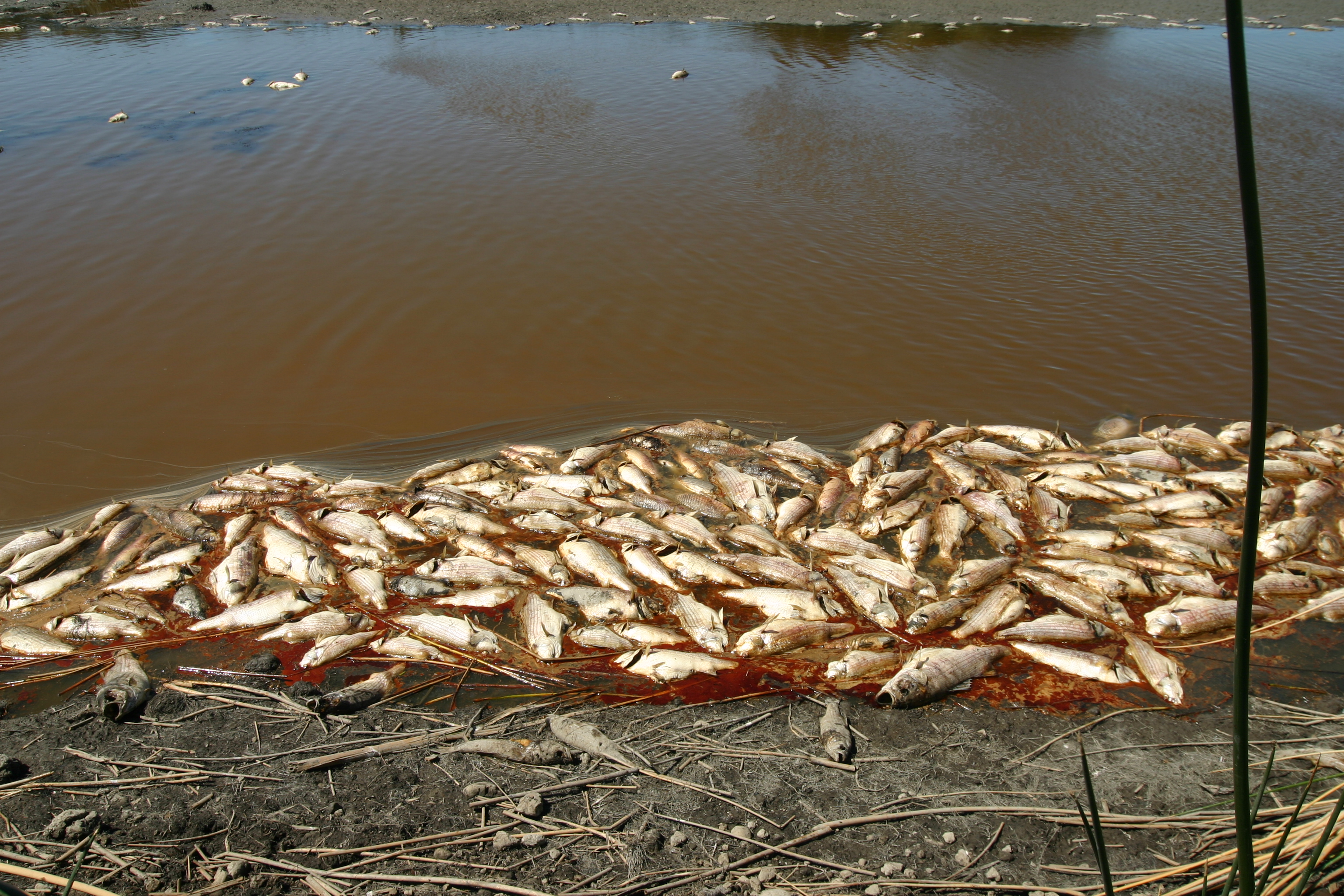 Massive Delta Fish Kill Under Investigation : Indybay