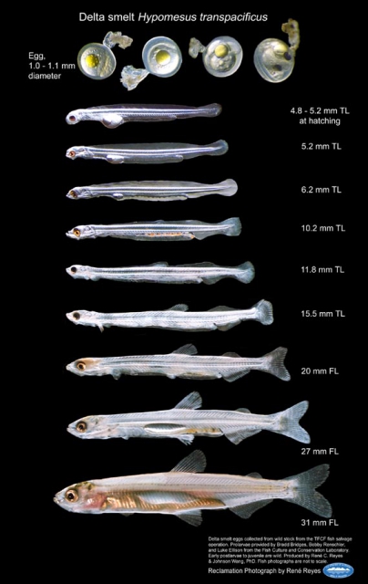 DFG Survey Shows Continued Collapse of Delta Fish : Indybay