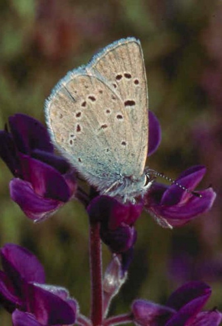 Radical Botany Skillshare: Native plants are important to our survival ...