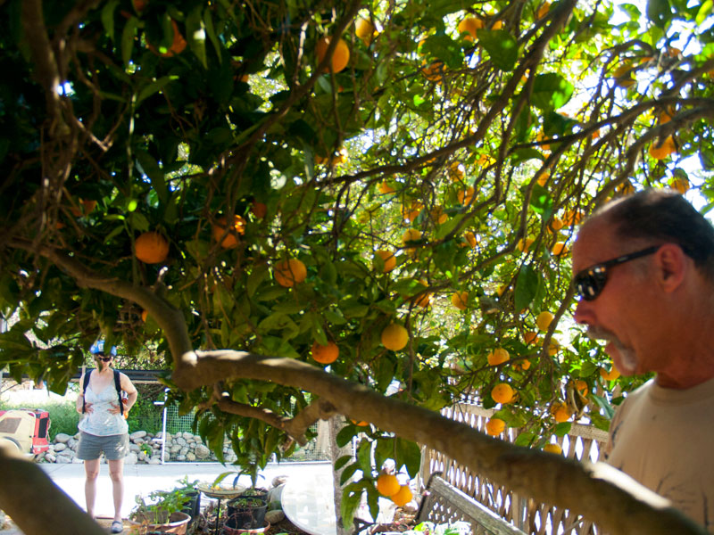 Westside Citrus Harvest with Santa Cruz Fruit Tree Project : Indybay
