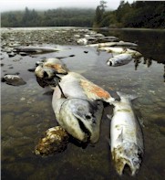 Remember the Klamath River fish kill of 2002 : Indybay