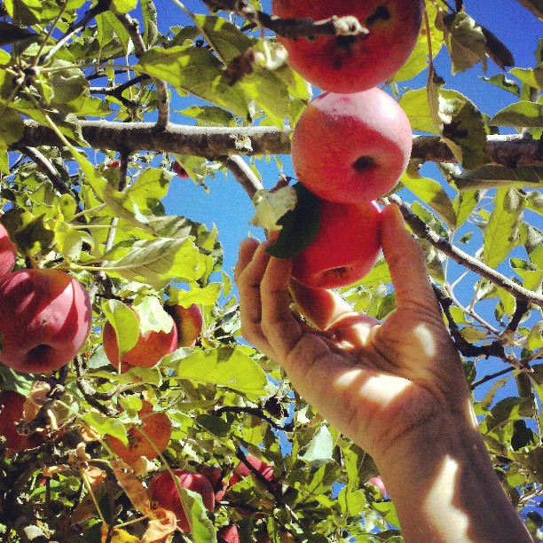 Apple Harvest and Cider Pressing with Santa Cruz Fruit Tree Project ...