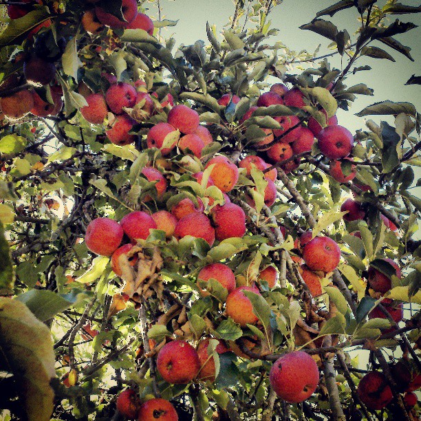 Apple Harvest and Cider Pressing with Santa Cruz Fruit Tree Project ...