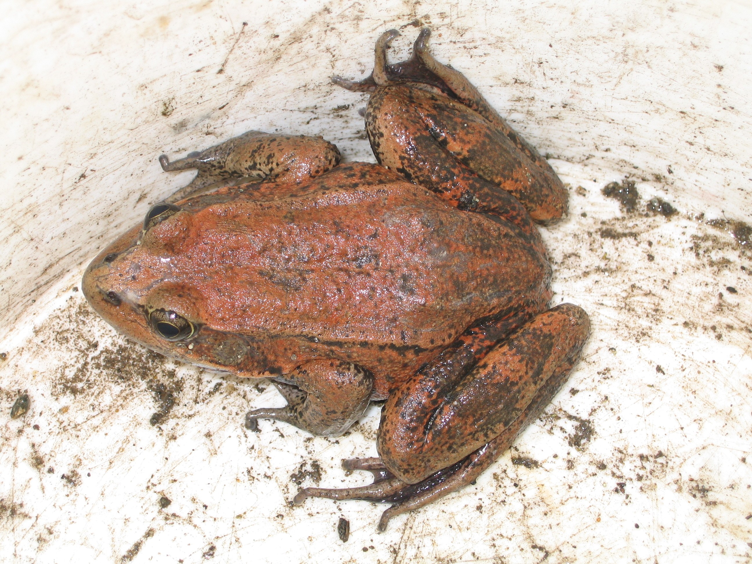 Settlement Will Safeguard Endangered California Frog From Harmful ...