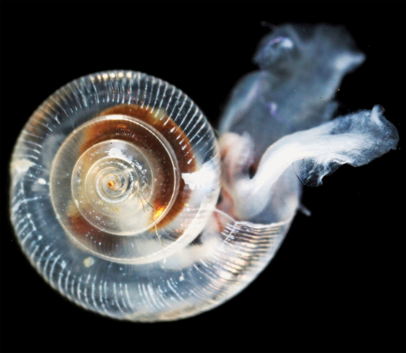 Human-caused ocean acidity is dissolving shells of tiny snails off the ...