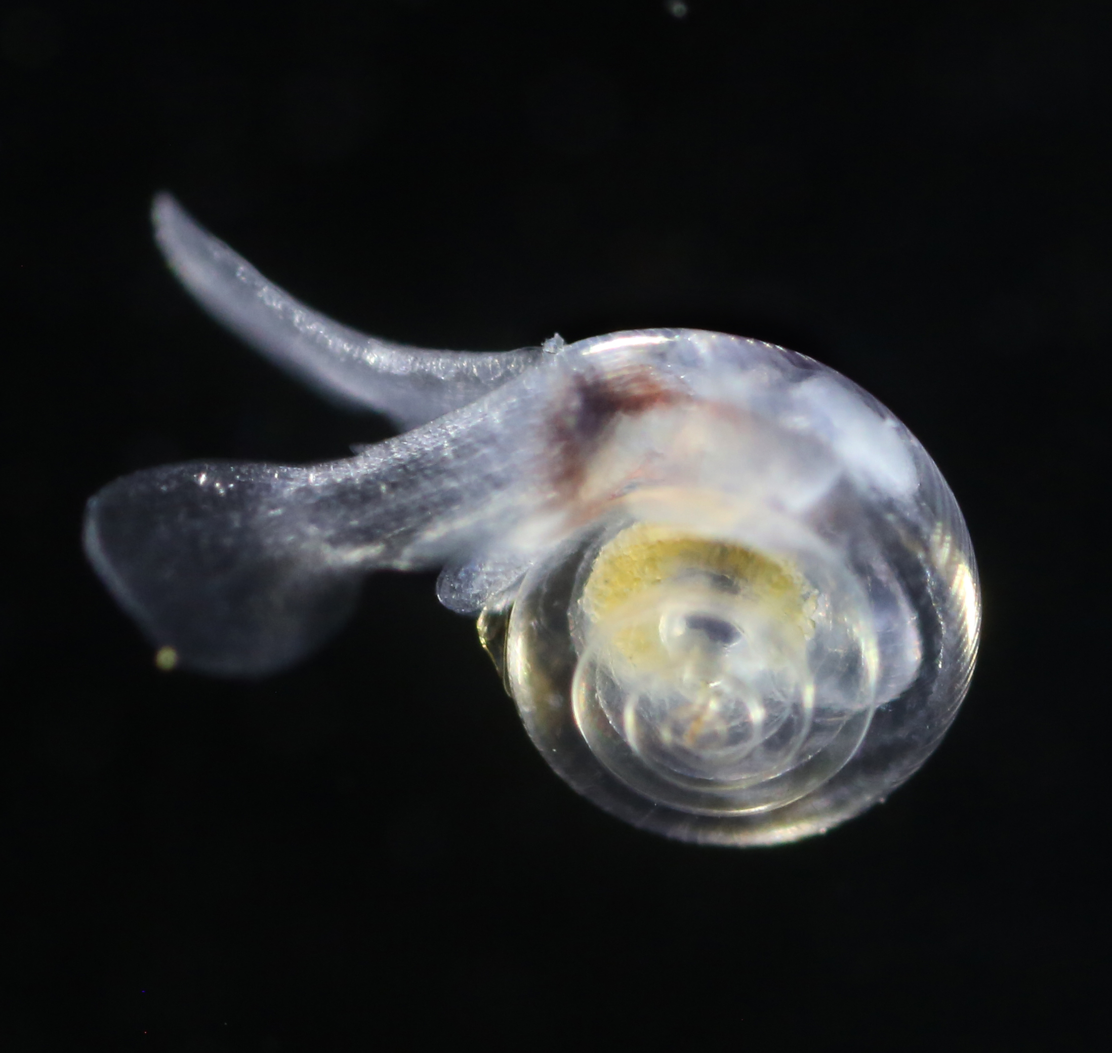 Human-caused ocean acidity is dissolving shells of tiny snails off the ...