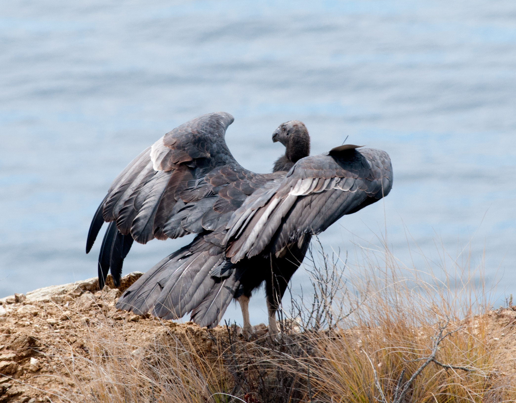 First California Condor Observed in San Mateo County Since 1904 ...