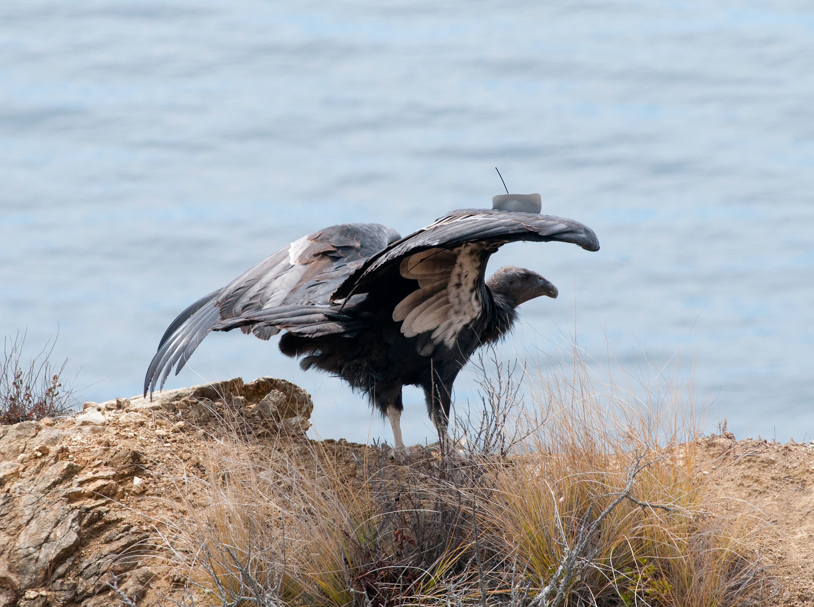 First California Condor Observed in San Mateo County Since 1904 ...