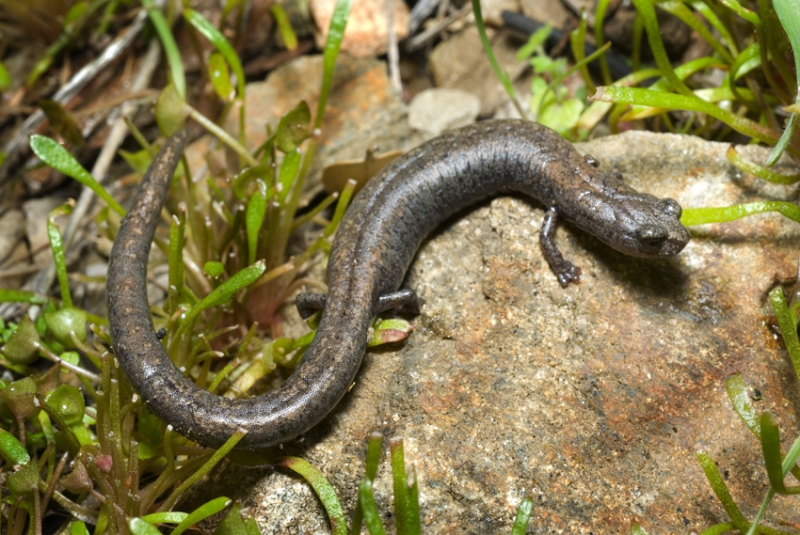 Endangered Species Act Protection Sought for 16 Rare Amphibians and ...