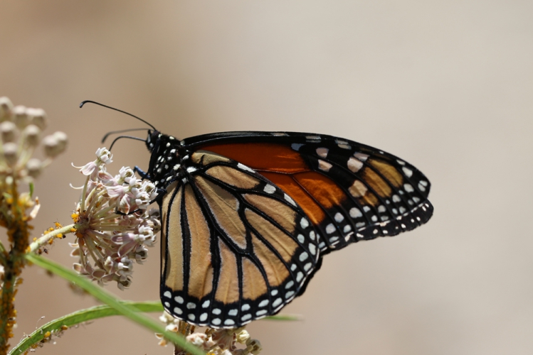 New Western Monarch and Milkweed Website Launched : Indybay