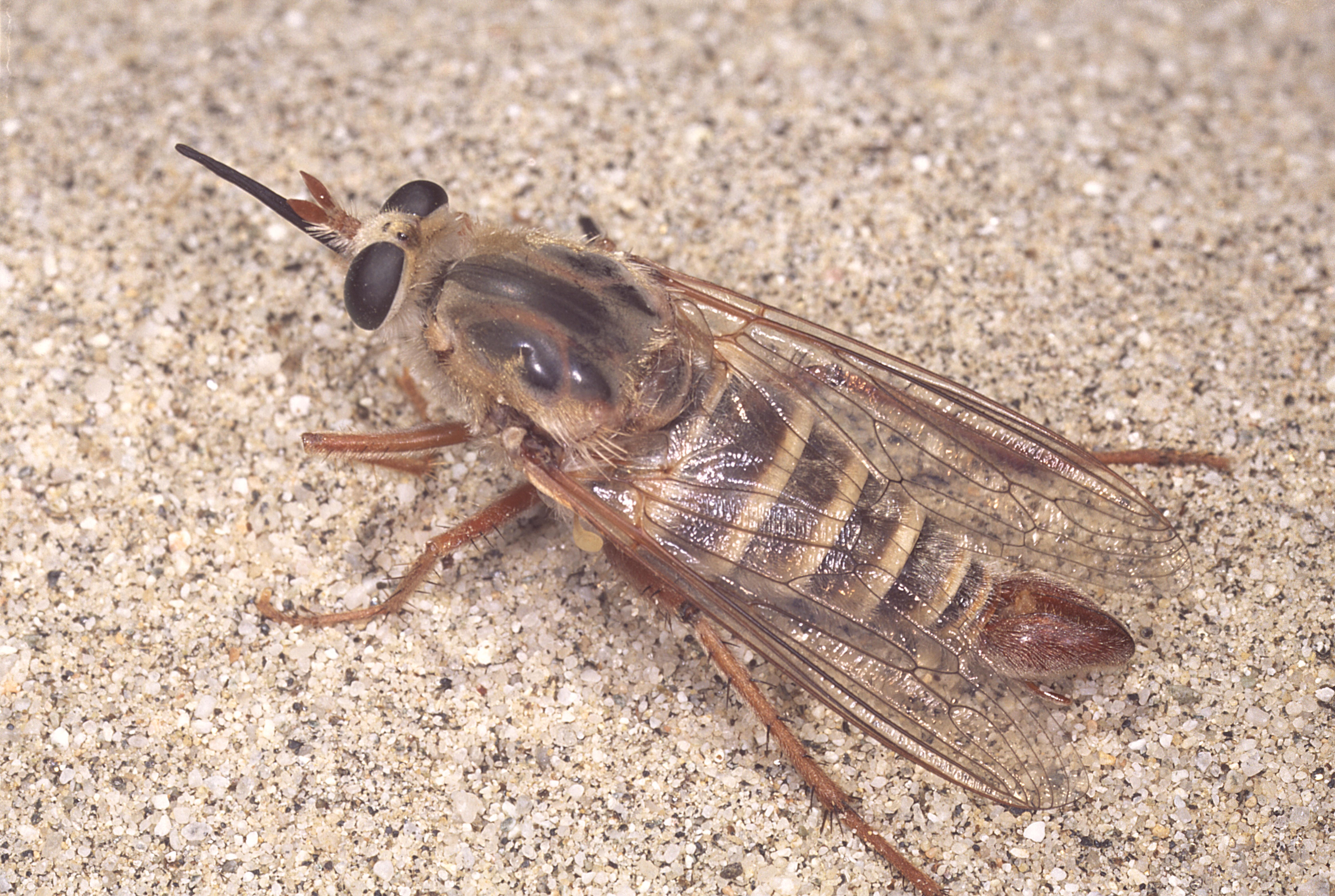 Lawsuit Launched to Speed Endangered Species Protection for Giant ...