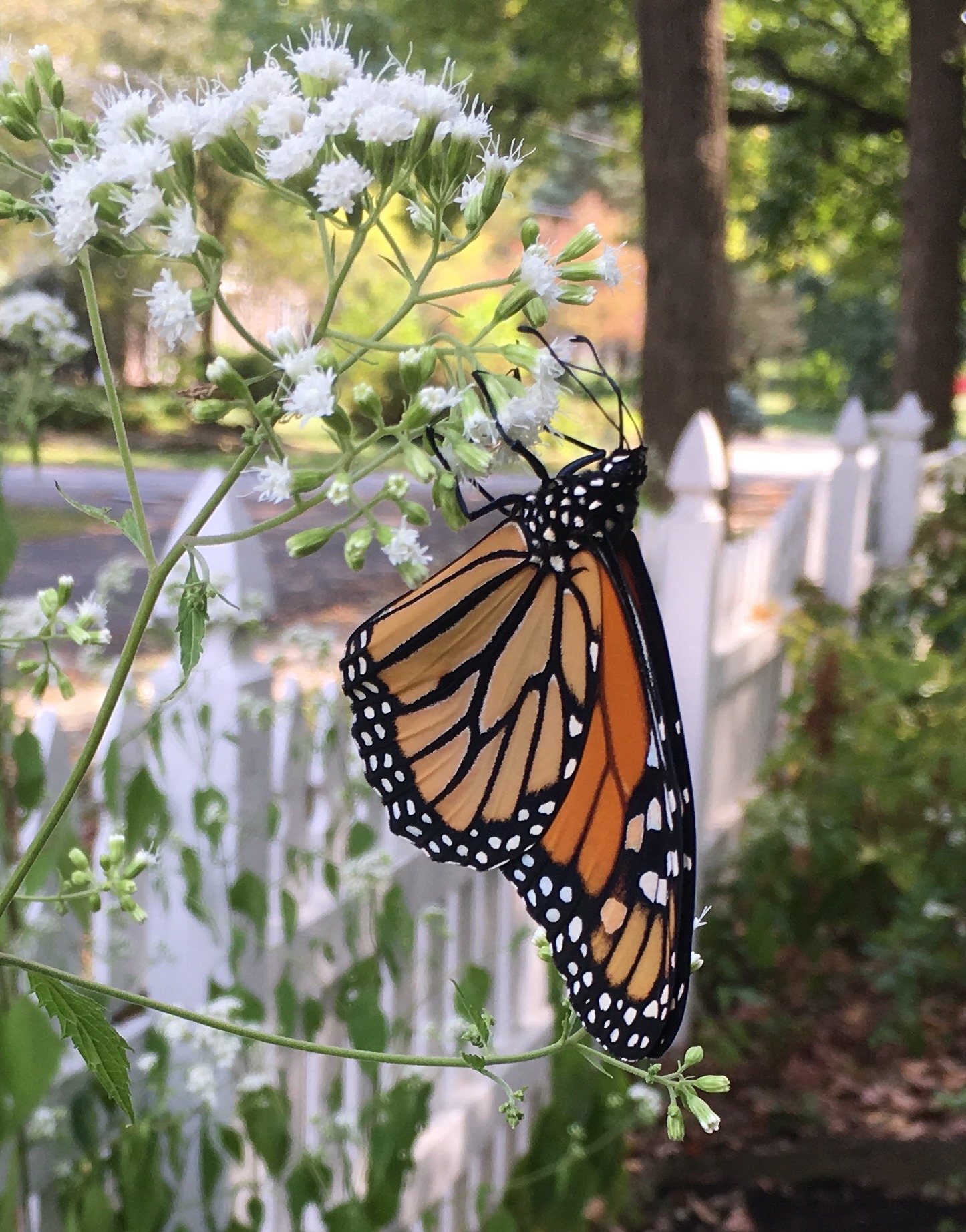 Analysis: 60 Million Acres of Monarch Habitat to Be Doused With Toxic ...