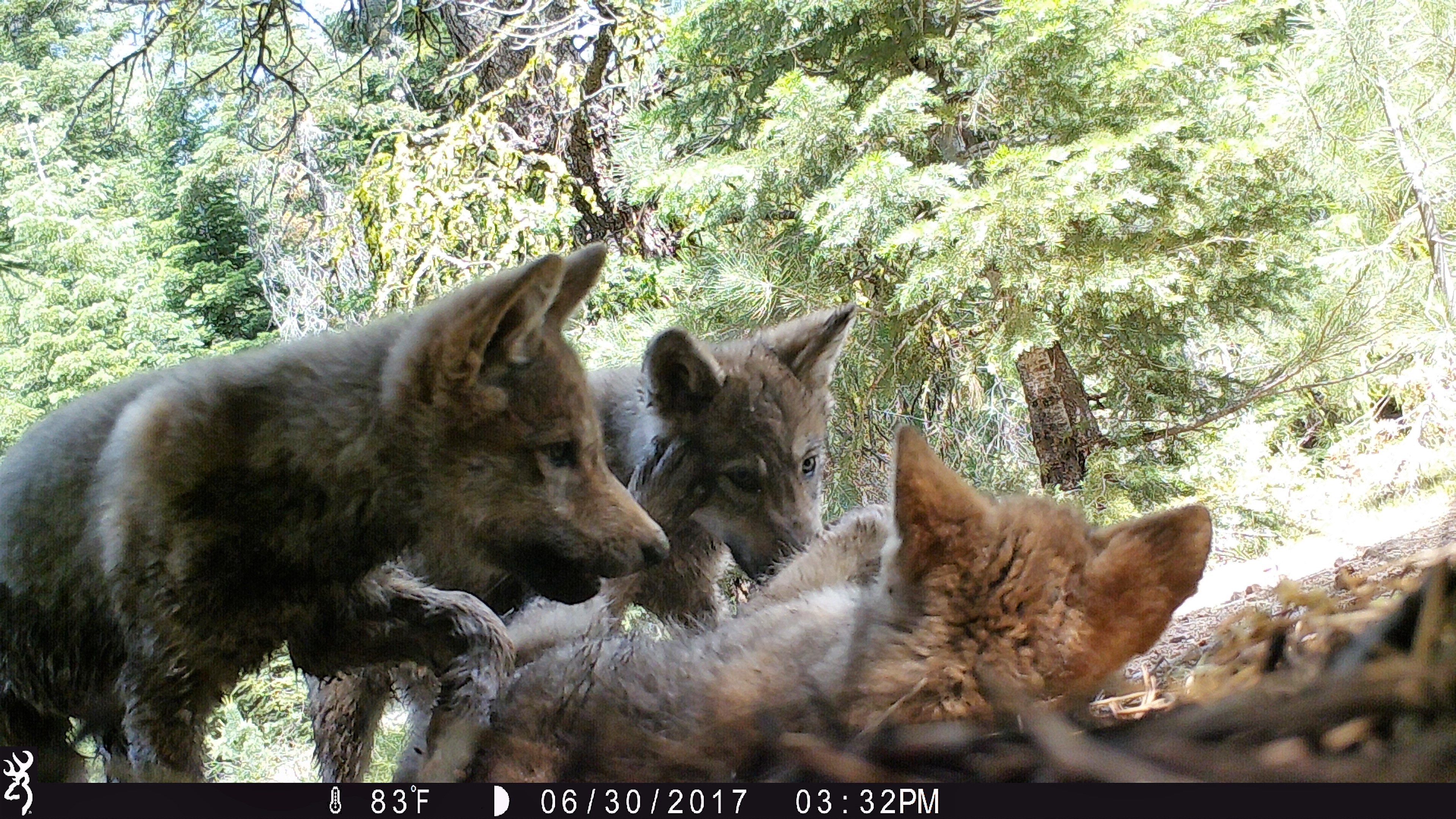 Pups Confirmed in Two California Wolf Packs : Indybay