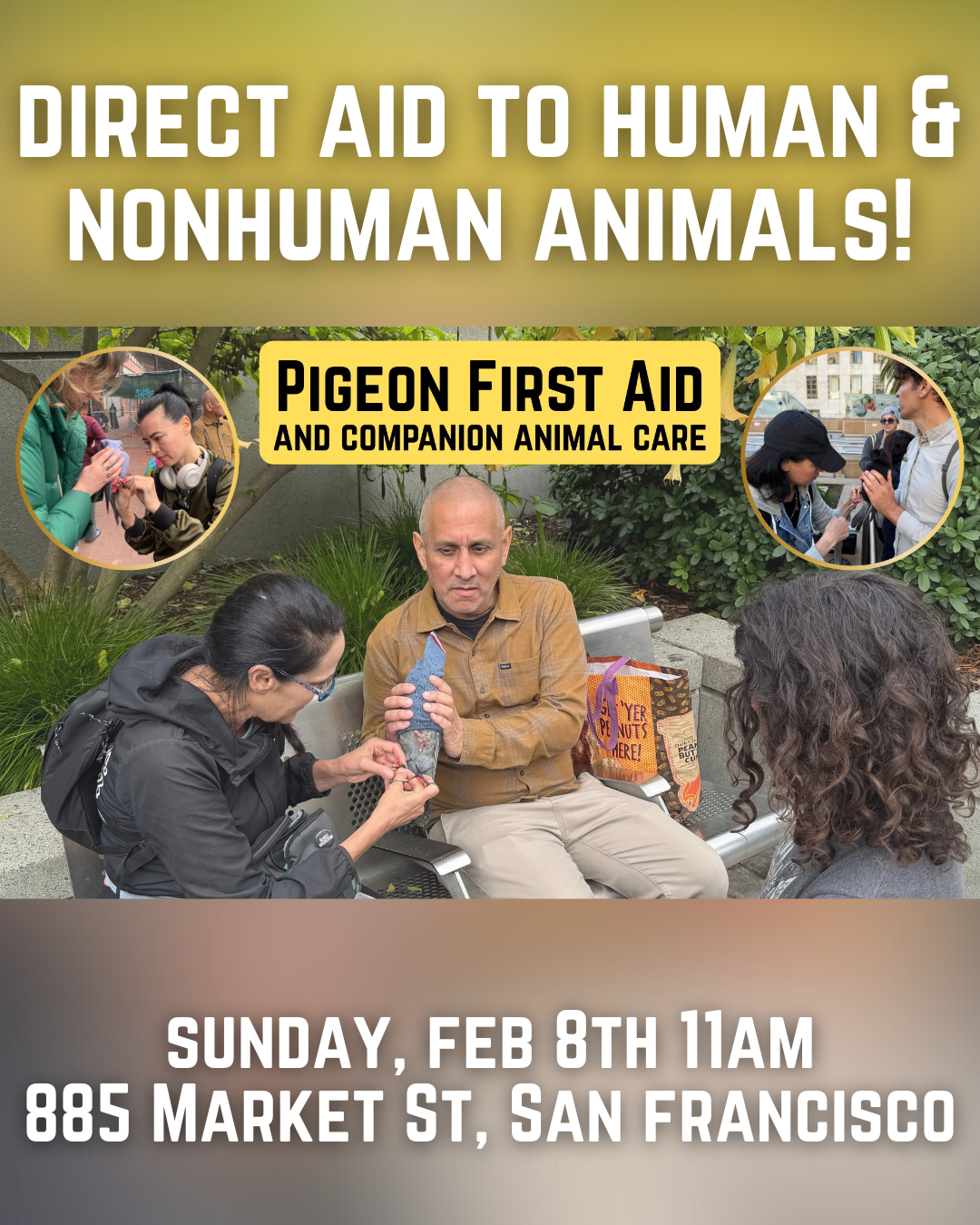 Pigeon First Aid & Companion Animal Care : Indybay